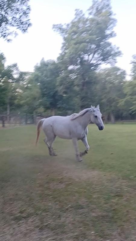 Nutrena Triumph 12-8 Pelleted Horse Feed, 50 lb. Bag at Tractor Supply Co