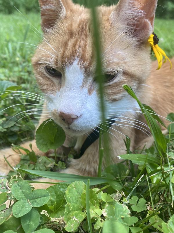 Blue Natural Veterinary Diet NP Novel Protein Alligator Recipe Dry Cat ...