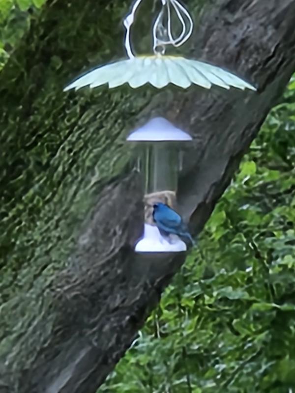 Royal Wing Small Bird Feeder, Black/White at Tractor Supply Co