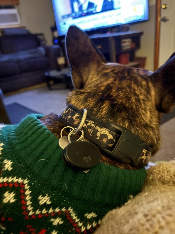 YIP Smart Tag Engravable Smart ID Tag Dog Tracker, Oval, Works With ...