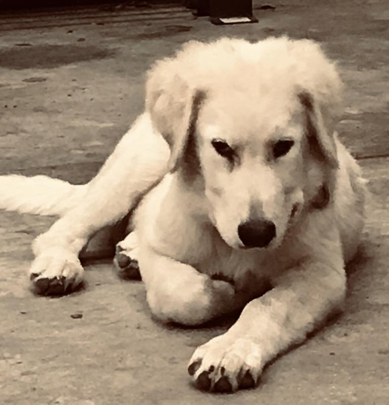 Flea Halt Flea and Tick Spray Plus Citronella Scent for Dogs, 32 oz. at ...