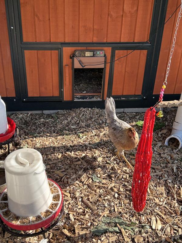 Producer's Pride Guardian Chicken Coop, 14 Chicken Capacity at Tractor ...