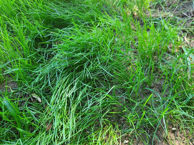 GroundWork 5 lb. 700 sq. ft. Dense Shade Mix Coated Grass Seed, North ...