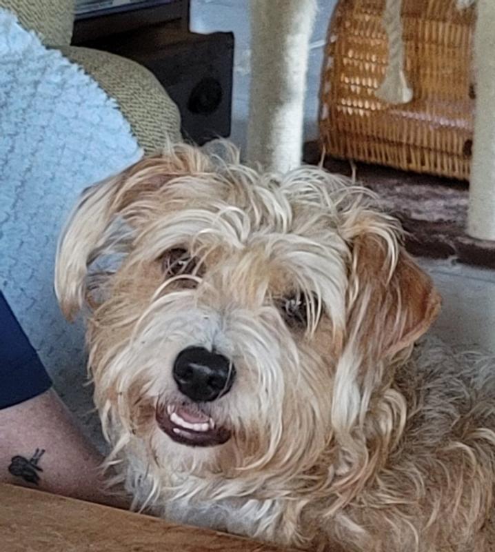 Credelio Flea and Tick Chewable Tablets for Dogs and Puppies at Tractor ...