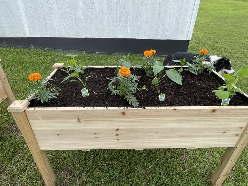 Veikous Cedar Raised Garden Bed Elevated Planter Box with Drainage ...