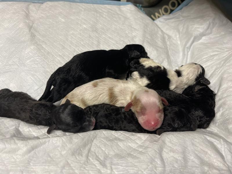 Manna Pro Colostrum Digestion Supplement, 16 oz. at Tractor Supply Co