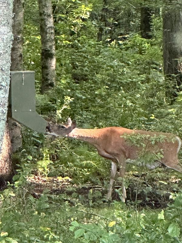 treeline Hanging Deer Feeder at Tractor Supply Co