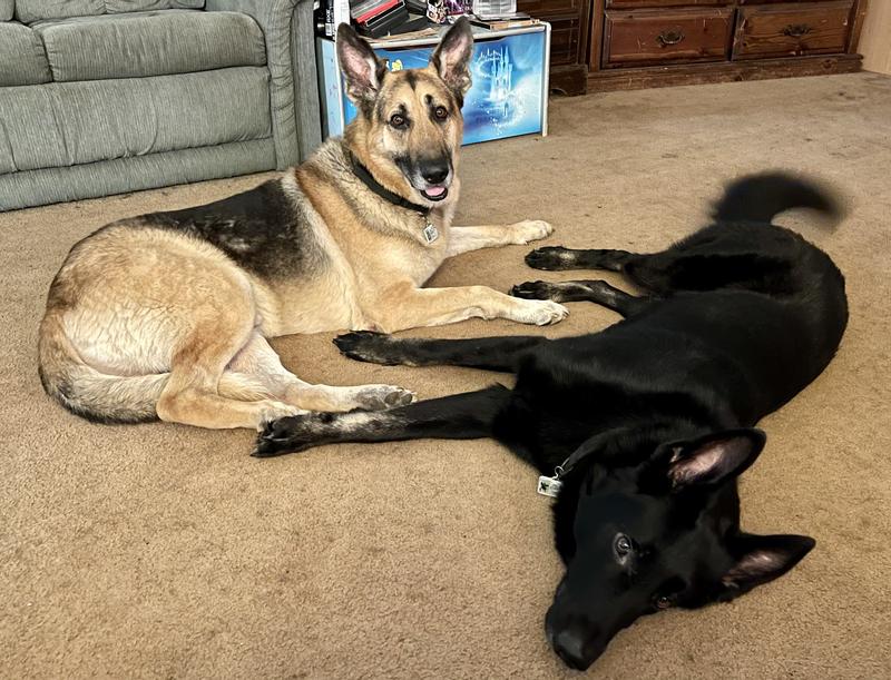 Sportmix CanineX All Life Stages Performance Grain-Free Chicken Recipe ...