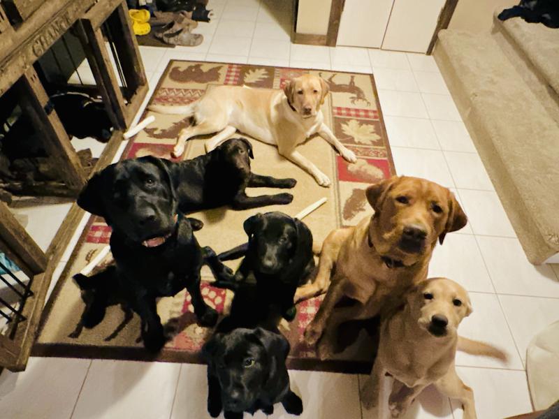 Sportmix CanineX Adult Performance Grain-Free Beef Recipe Dry Dog Food ...