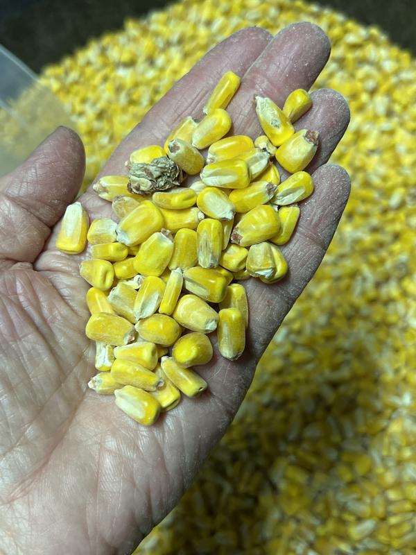 Producer's Pride Whole Corn Grains Cattle Feed, 50 lb. Bag at Tractor ...