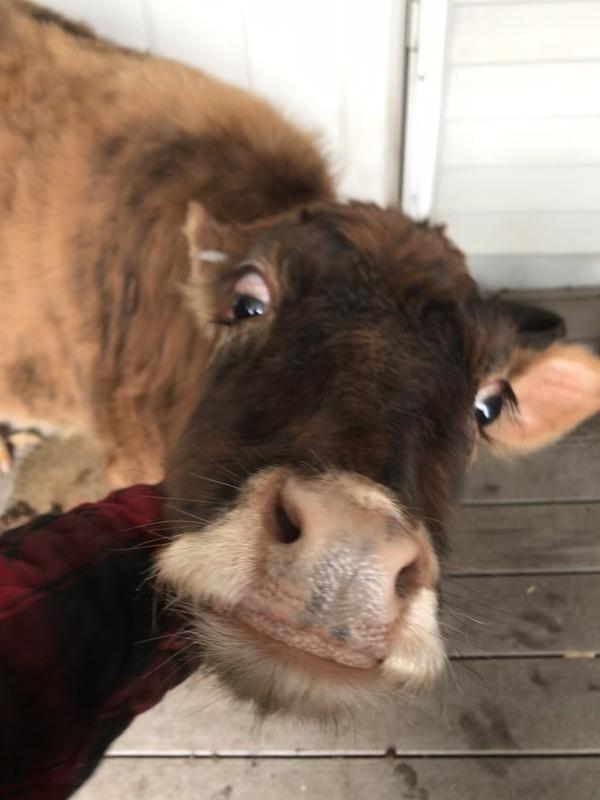 Purina Precon Complete with RX3 Cattle Feed, 50 lb. Bag at Tractor ...