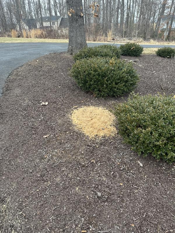 treeline Apple Addiction Protein Feed Block for Deer, 25 lb. at Tractor ...