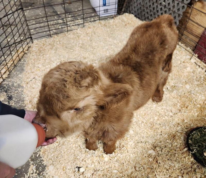 Purina Precon Complete Cattle Starter Calf Medicated DX Feed with RX3 ...