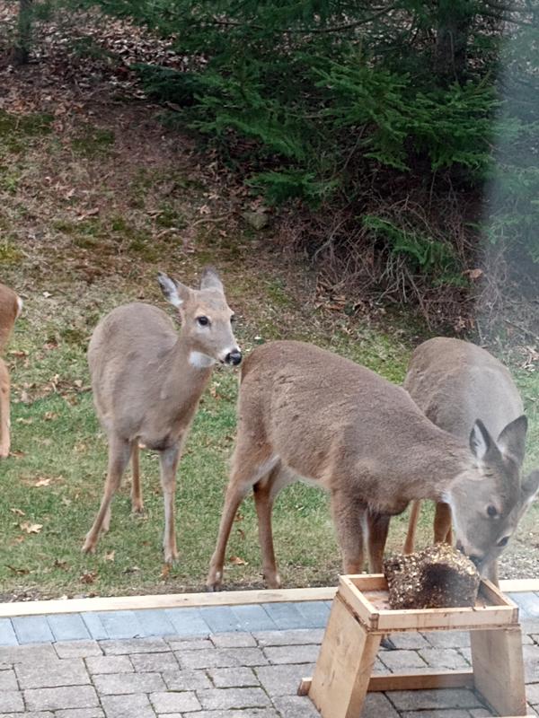 Purina Premium Deer Block, 20 lb. at Tractor Supply Co