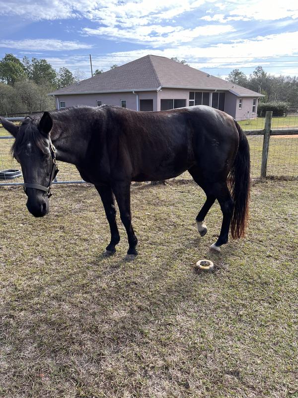 Standlee Premium Western Forage Certified Timothy Grass Hay Pellet ...