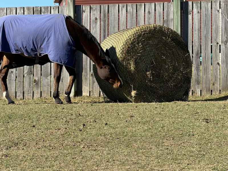 Kent Blue Seal Inspire Hay Stretcher Large Pelleted Horse Feed, 50 lb ...