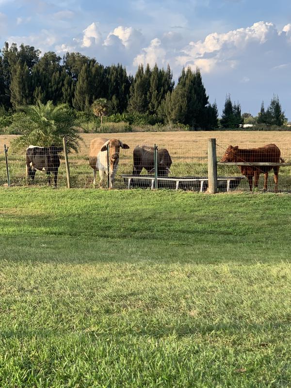 Purina Safe-Guard Cattle Cube Beef and Dairy Cattle Dewormer, 50 lb. at ...