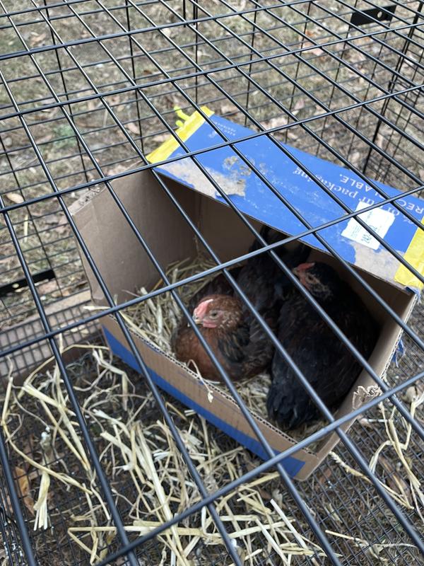 DuMOR Heavy-Duty Rabbit Cage, 36 in. x 30 in. at Tractor Supply Co