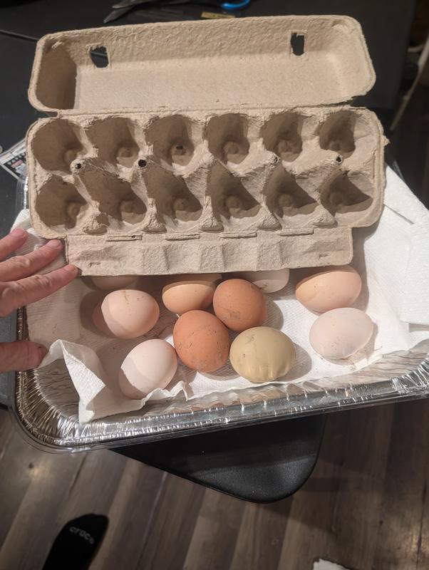 Nest Box Queen Fresh Eggs Printed Egg Cartons, 60-Pack at Tractor Supply Co