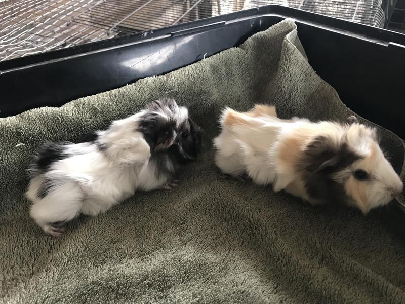 Mazuri Pelleted Timothy-Hay Based Guinea Pig Food, 25 lb. Bag at ...