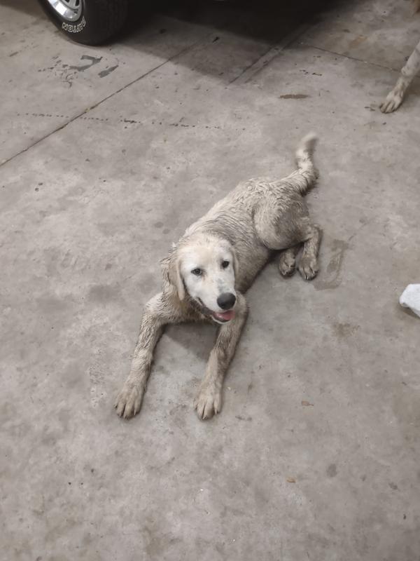 Flea Halt Flea and Tick Spray Plus Citronella Scent for Dogs, 32 oz. at ...