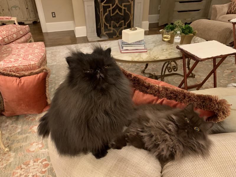 Hill's Science Diet Adult Indoor/Outdoor Hairball Control Chicken ...