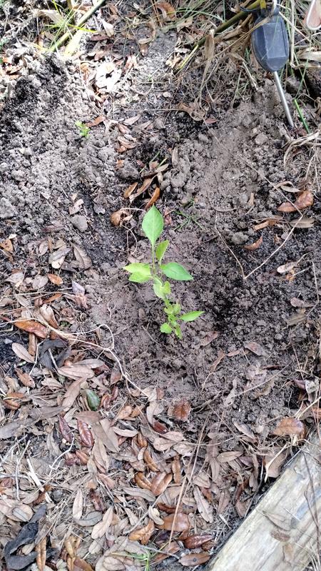 Earthgro 1 cu. ft. Cow Manure and Organic Compost at Tractor Supply Co