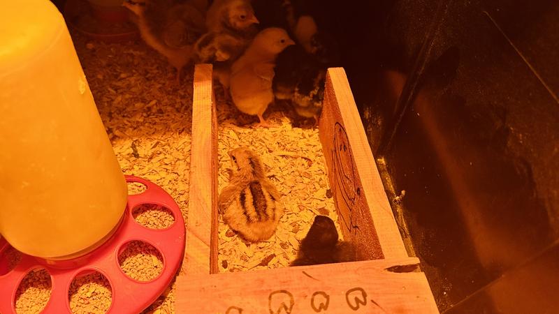 Hoover's Hatchery Live Rare Standard Package Chickens, 10 ct. Baby ...