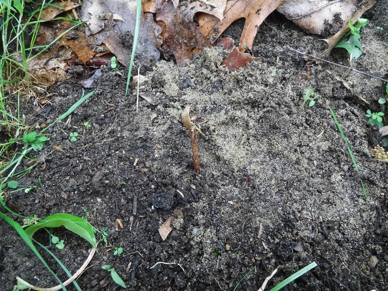 DeGroot Raspberry Fall Gold at Tractor Supply Co