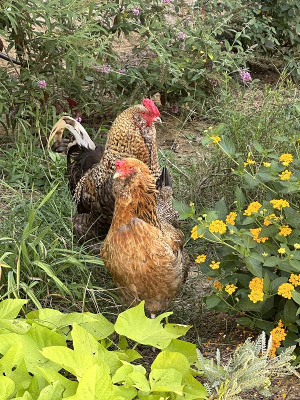 Purina Layena Layer Pelletes Chicken Feed, 50 lb. Bag at Tractor Supply Co.