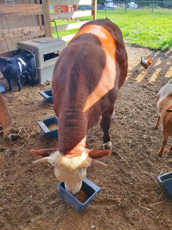 Purina Precon Complete with RX3 Cattle Feed, 50 lb. Bag at Tractor ...