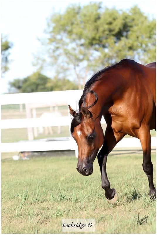 Triple Crown 30% Ration Balancer Pelleted Horse Feed, 50 lb. Bag at ...