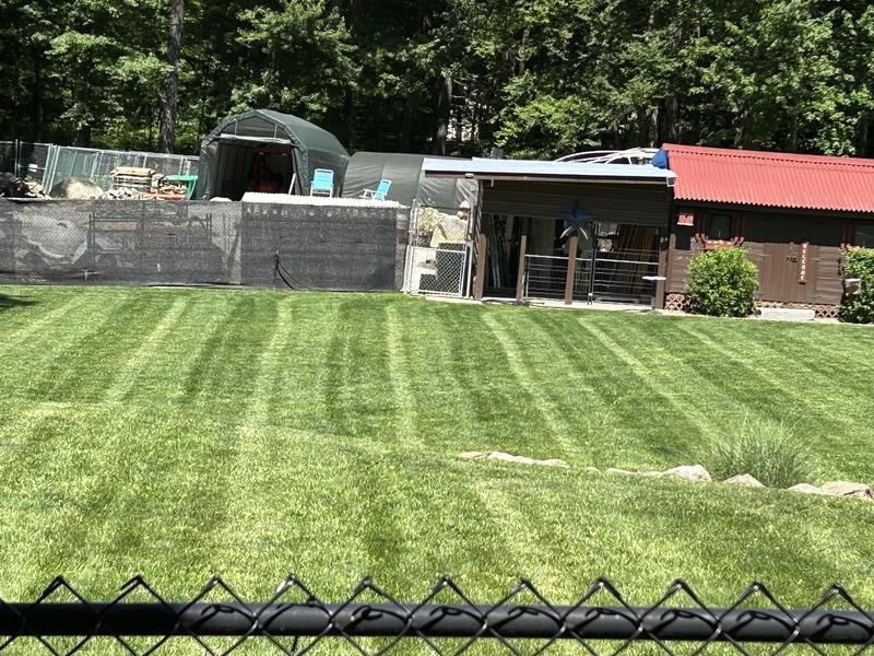 DLF 50 lb. 6,250 sq. ft. Kentucky-31 Tall Fescue Grass Seed Mix-Coated ...