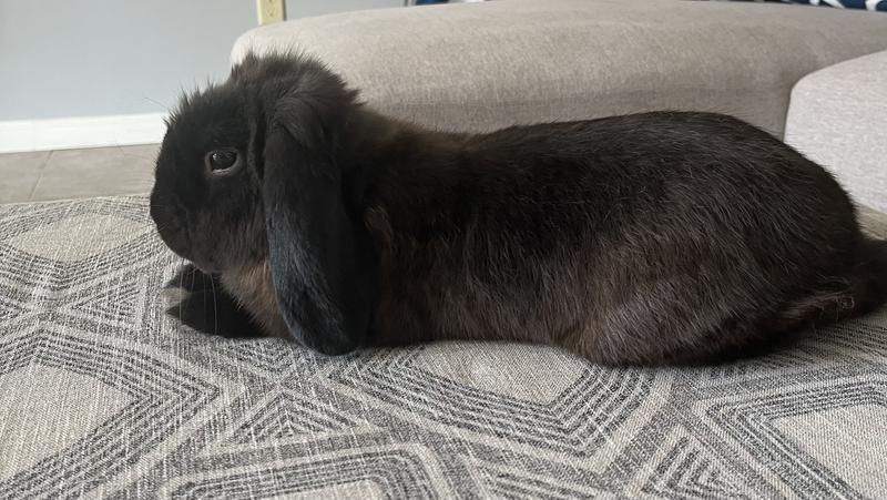 Standlee Premium Western Forage Timothy Grass Chopped Hay Horse Feed ...