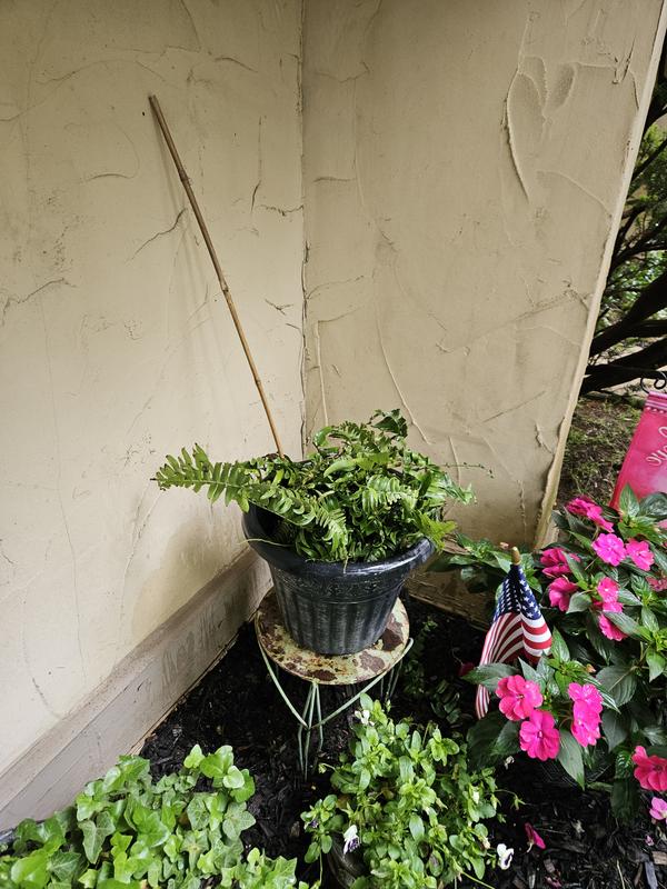 Costa Farms 10 in. Potted Macho Fern Plant, 1 pc. at Tractor Supply Co