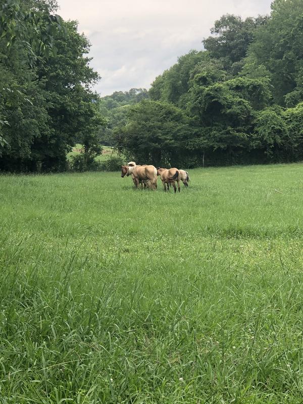 Gordon's 2.5 gal. Pasture Pro Herbicide, Concentrate at Tractor Supply Co