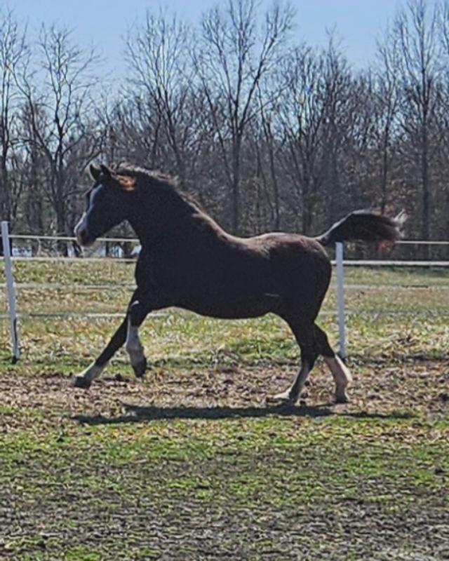 Nutrena ProForce Textured Senior Horse Feed, 50 lb. Bag at Tractor ...