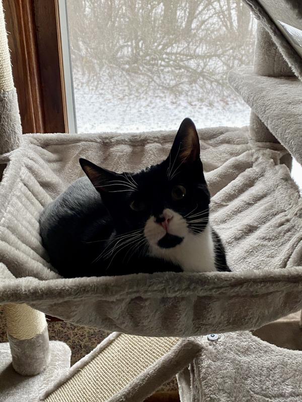 Paws & Claws 72 in. Large Climbing Cat Tower, Grey at Tractor Supply Co