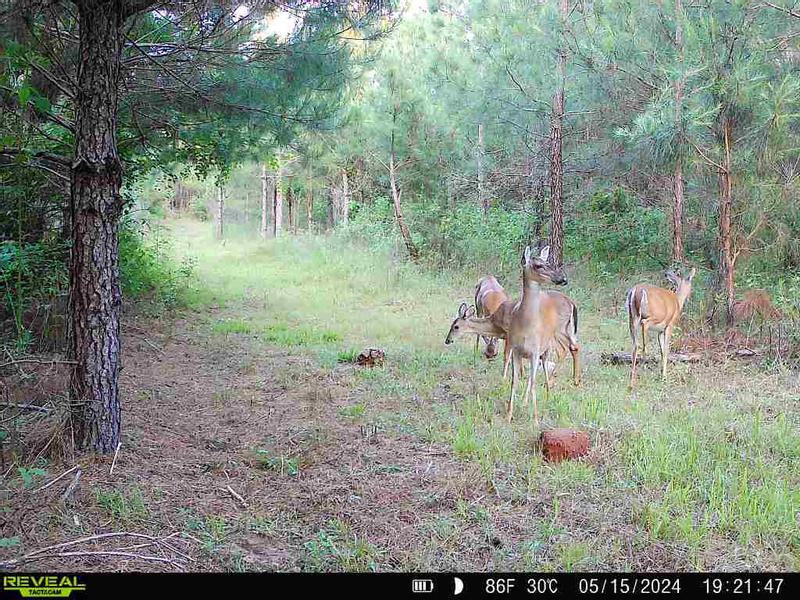 treeline 25 lb. Wild Berry Craze Deer Mineral Block at Tractor Supply Co