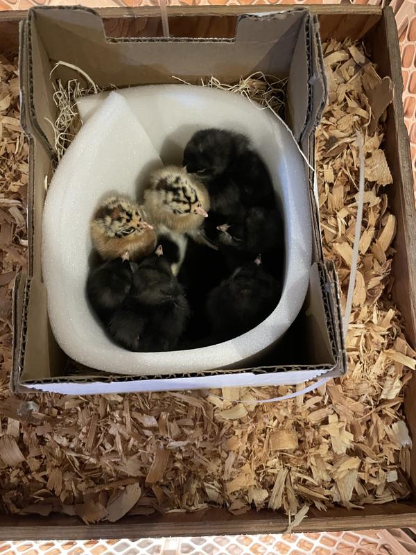 Hoover's Hatchery Live Rare Standard Package Chickens, 10 ct. Baby ...