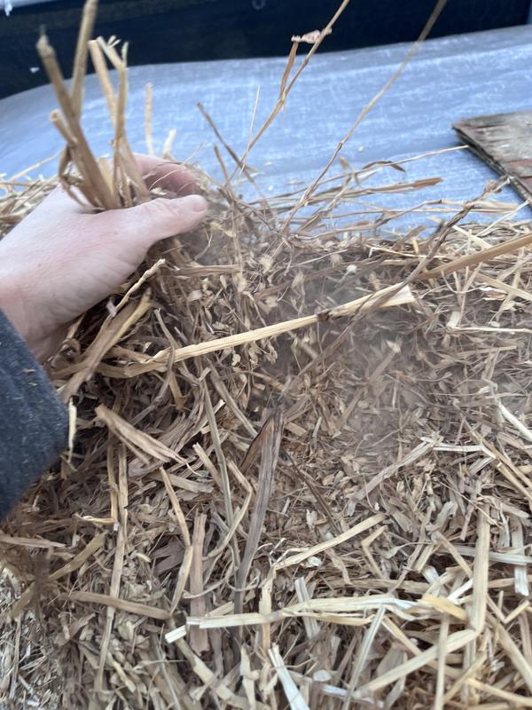 DuMOR 2-String Wheat Straw Compressed Bale Pet Bedding, 18 cu. ft. at ...