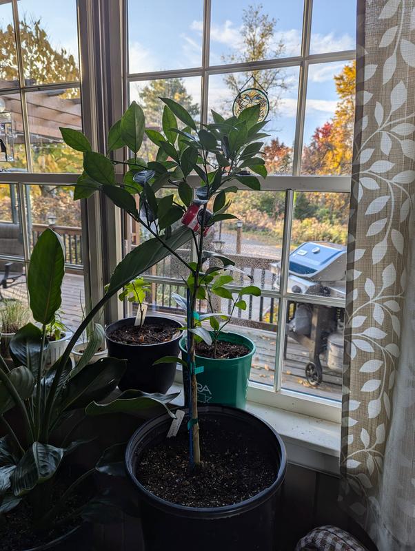 DeGroot 26 in. Potted Washington Navel Orange Citrus Tree at Tractor ...