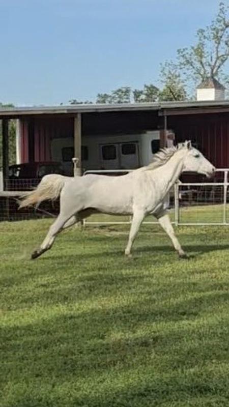 Unbeetable Feeds Blend Pellet Forage, 50 lb. at Tractor Supply Co