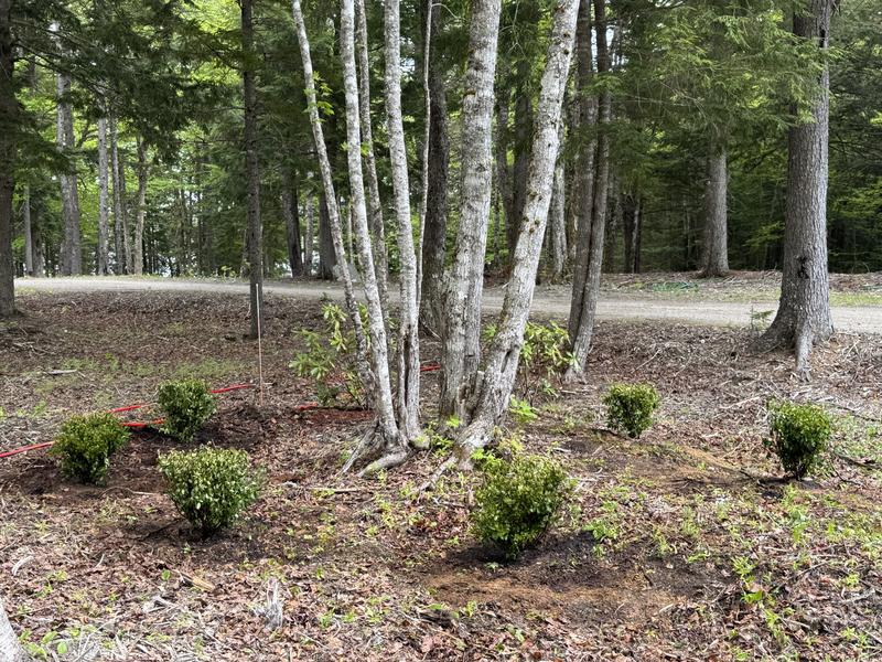 National Plant Network 2.5 qt. Potted Red Stewartstonian Azalea Bush at ...