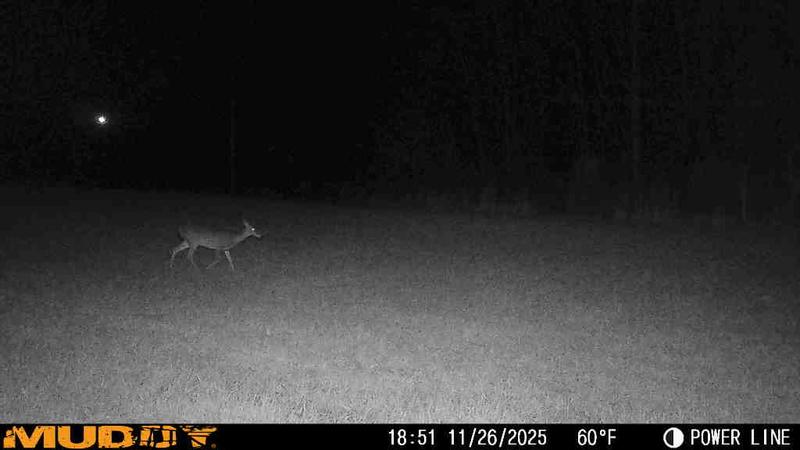 Muddy Mitigator Cell Cam - 3 Pack at Tractor Supply Co