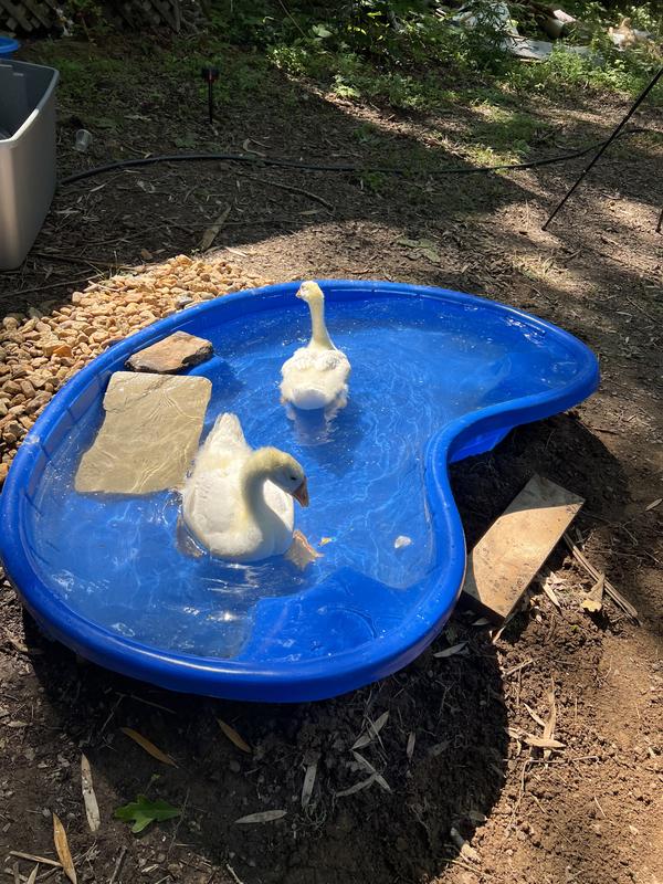 Funsicle Quick Fun Curve Pool, Blue at Tractor Supply Co