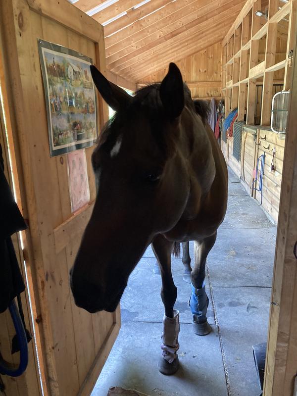 Unbeetable Feeds Blend Pellet Forage, 50 lb. at Tractor Supply Co