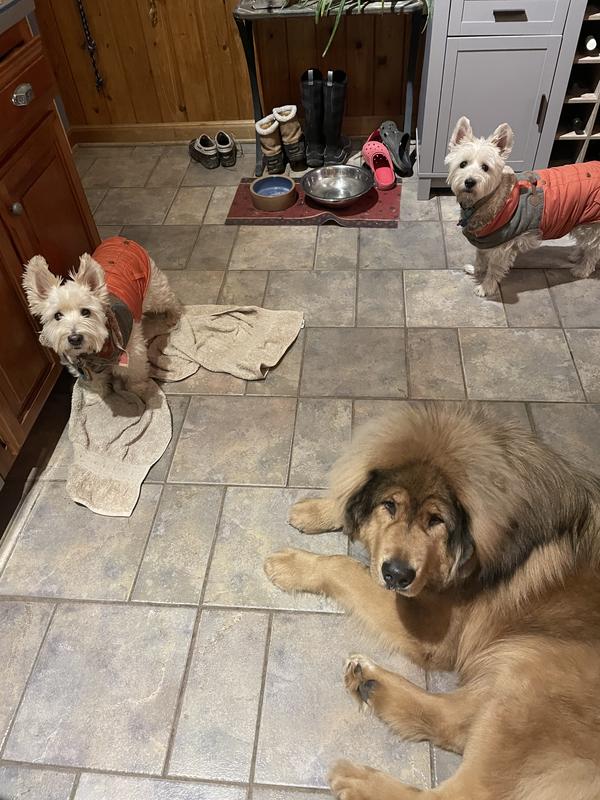 Retriever Dog Tie Out Cable, 20 ft., Up to 150 lb. Capacity at Tractor ...