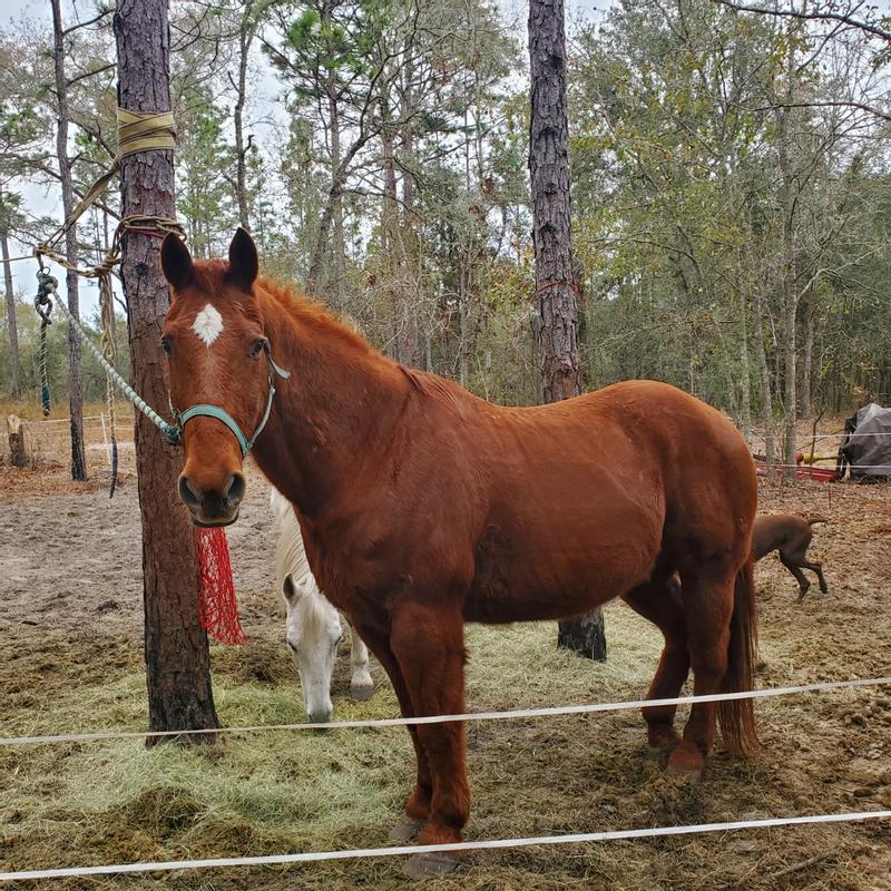 Nutrena SafeChoice Pelleted Senior Horse Feed, 50 lb. Bag at Tractor ...