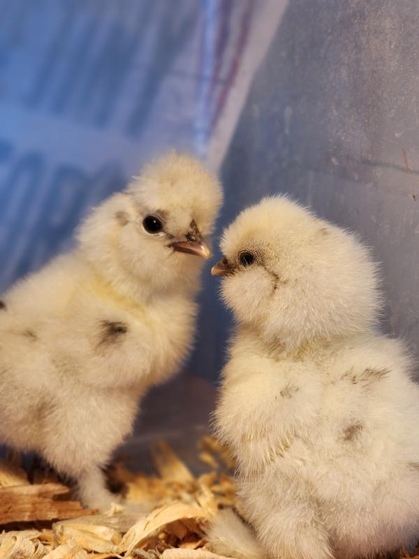 DuMOR 20% Chick Starter/Grower Crumbled Chicken Feed, 50 lb. Bag at ...